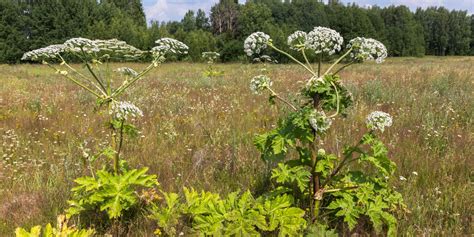 Cow Parsnip Vs Giant Hogweed A Comparison GFL Outdoors