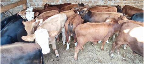 Быки купить в Симферополе Животные и зоотовары Авито