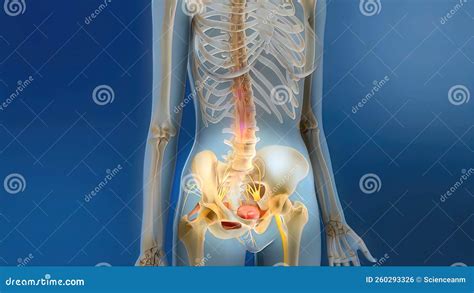 Sacral Nerve Stimulation Also Known As Sacral Neuromodulation Stock