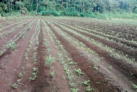 11 Cara Menanam Jahe Di Pot Panduan Lengkap