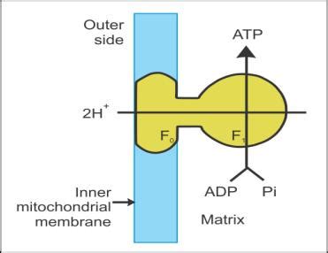 Atp Synthesis Diagram