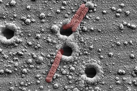 More Sensitive Dna Nanowires Promise Better Measurements Of Biological Processes