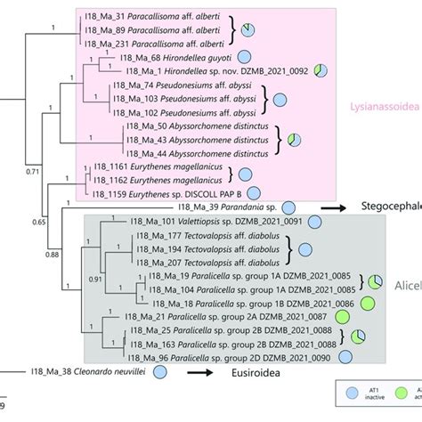 Bayesian Inference Tree Construction On The Concatenate Three Gene