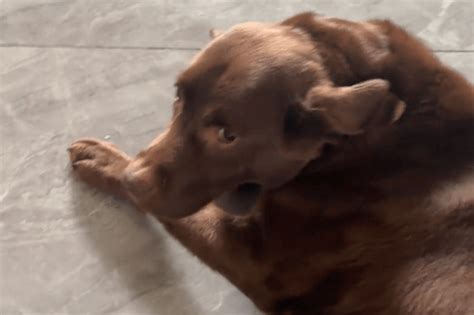 바지와 신발 입히자 강아지가 보인 세상 편한 반응 재미진