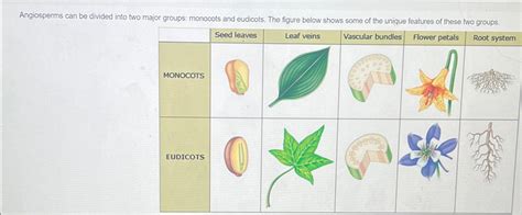 Solved Angiosperms Can Be Divided Into Two Major Groups