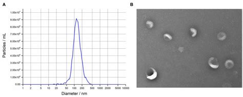 Mirna Profiling In Intrauterine Exosomes Of Pregnant Cattle On Day 7 Pmc