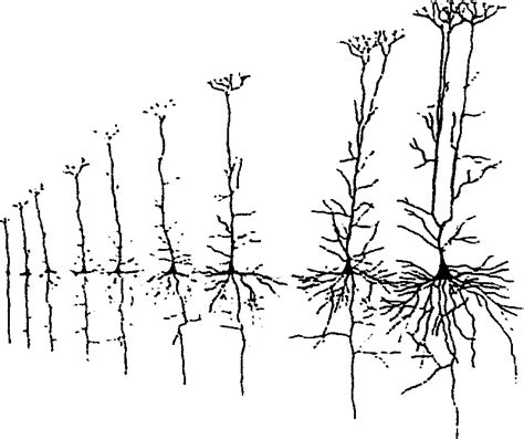 Growth Of The Dendritic Trees And Axon Branches Of Cortical Pyramidal
