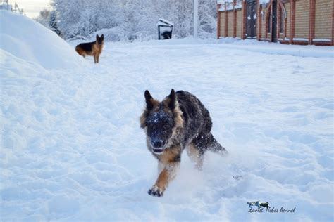 Тверская обл Девочка д ш немецкой овчарки др 10 06 2024г родословная Iku полностью привита