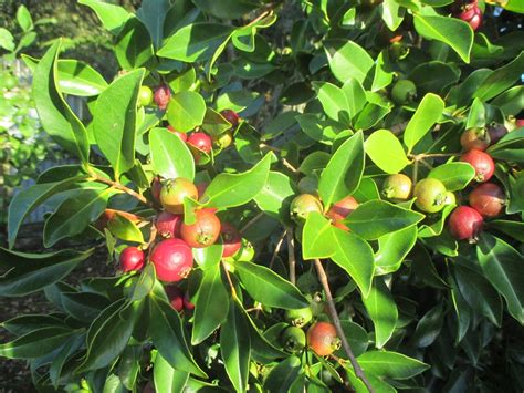 Kamo Lady Red Cherry Guava