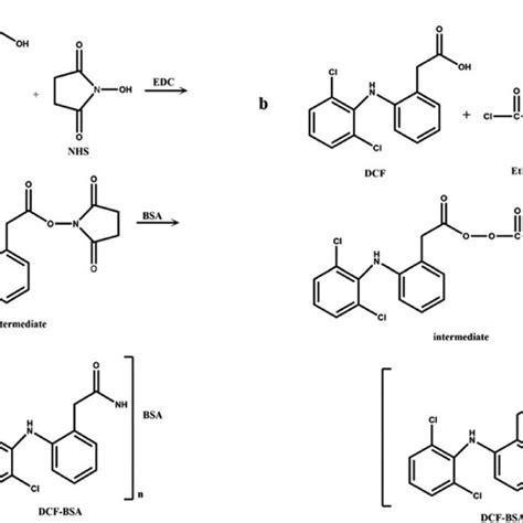 A Synthesis Of Dcf Bsa Using Activated Ester Method B Synthesis Of