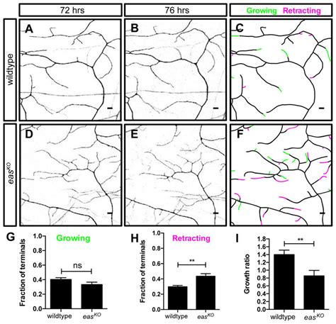 Eas Regulates Terminal Dendrite Growth Dynamics A And B Sample Images