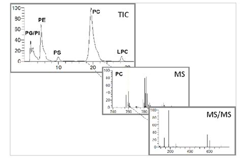 LC MS Data From A Lipid Extract Analysis Using A HILC MS Platform Download Scientific
