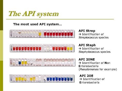 Bacterial Identification Bacterial Identification General Approach For