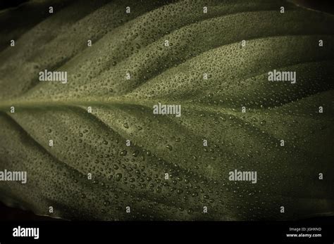 Close Up Macro Photograph Of A Green Leaf In Low Saturation Covered