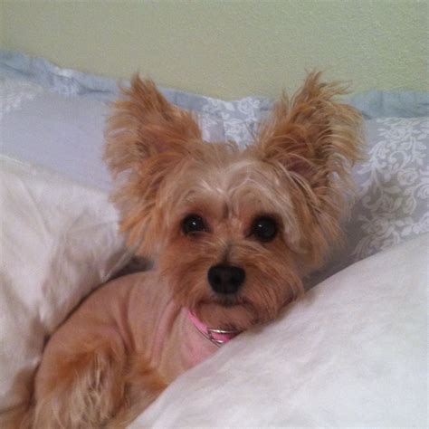 Beautiful Bella Princess Pom A Poo