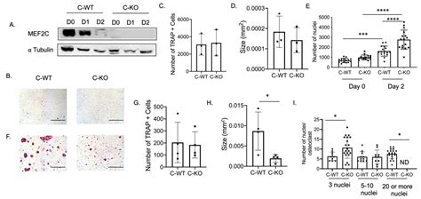 Conditional Loss Of Mef2c Expression In Osteoclasts Leads To A Sex