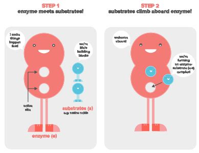 Structure And Function Of An Enzyme Structure And Function Of An Enzyme