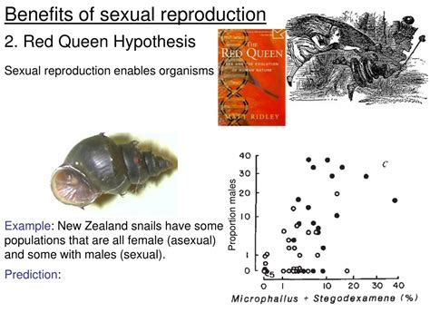 PPT Evolution Of Sex And Gender Differences Reproduction Insights