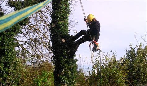 Tree Cutting Urban Climbing