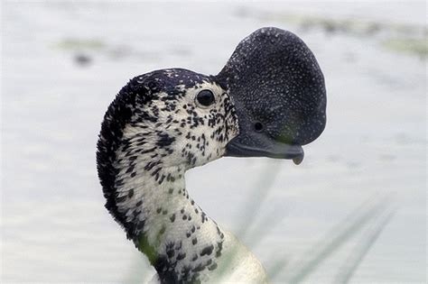 The Sex Crazed Comb Duck And Its Freaky Beak Featured Creature
