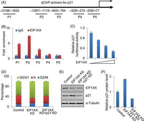 transcriptional repression of p21 by eif1ax a diagram of human p21