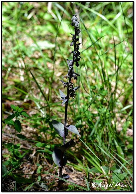 Orquídeas Blog De Angel Mar Últimas Orquídeas Del Año En La Serranía