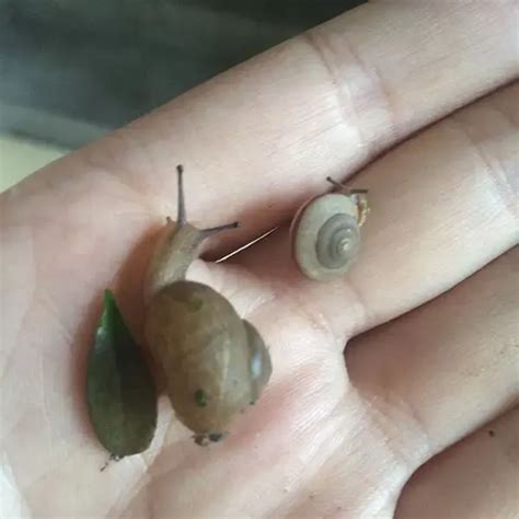 大雨给孩子捉一只蜗牛 知乎