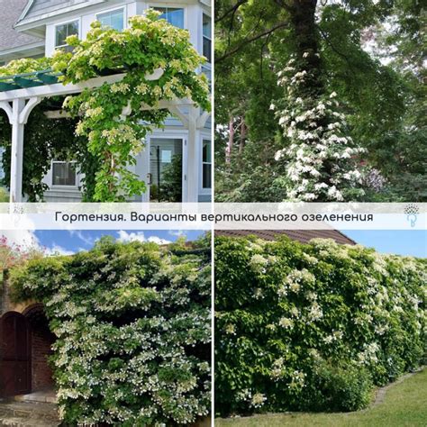 Гортензия вьющаяся Тэйк э Шанс - саженцы купить с доставкой по всей России