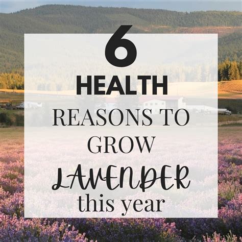 25 Beautiful Pennsylvania Lavender Farms To Visit This Year