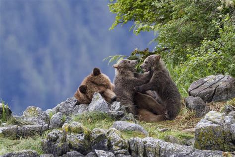 Disneynature Bears Review 10 Reasons To See Disneynaturebears