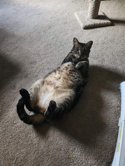 Dallas Kitty Buddy Mcbeans Just Likes To Randomly Expose Belly And Curl Peets Because Reasons