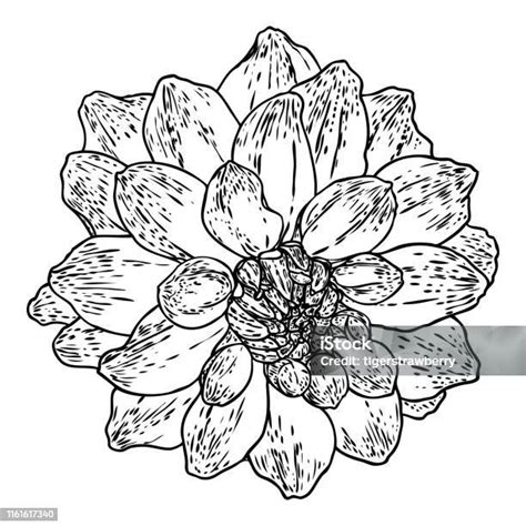달리아 또는 진니아 꽃 그림 흰색 배경에 검은 선 예술의 스케치 벡터 0명에 대한 스톡 벡터 아트 및 기타 이미지 0명 검은색 꽃 식물 Istock
