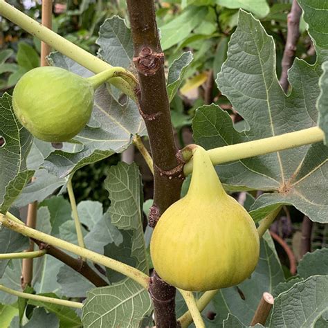 Fig Yellow Long Neck 1 Plants 1 Feet Fall Ship In 6 Etsy