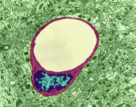 Capillary And Endothelial Cell Photograph By Dennis Kunkel Microscopy