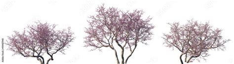 Set Of Cercis Siliquastrum Commonly Known As The Judas Tree Or Judas
