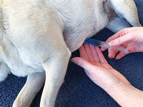 Complete Guide To Euthanasia Protocols For Veterinarians