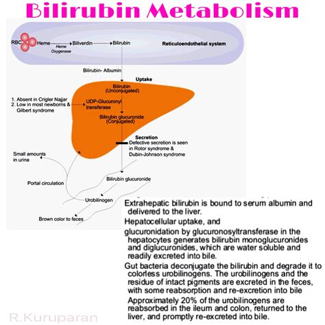 Bilirubin Metabolism Neonatology Gilberts Syndrome Metabolism