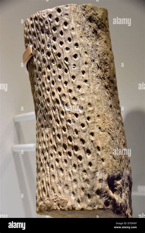 Fossil Scale Tree Lepidodendron Root Carboniferous Pennsylvanian Age