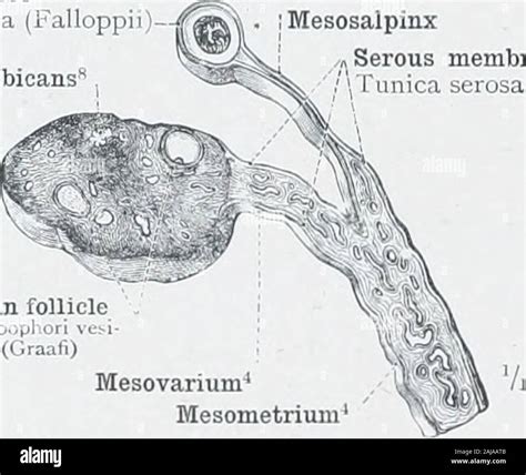 Pampiniform Venous Plexus