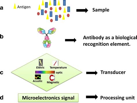 Biosensor Construction Steps A Define The Conditions To Be Analyzed