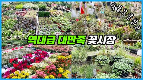 최근 가본 꽃시장중 최고입니다 제가 추천했던 식물들을 모두 파는 꽃시장 식물 보물창고에 정이 넘쳐나네요 Youtube
