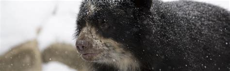 Spectacled Bear Faunafocus