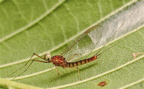 Ephemeroptera Heptageniidae Heptagenia Elegantula Bugguidenet