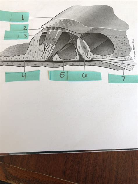 Lab 3 Practical Diagram Quizlet