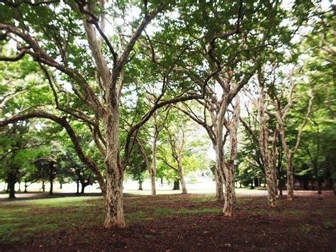 小金井公園と界隈の花 シマサルスベリ イヌトウバナ ヌスビトハギ キバナコスモス ヒラナス ネコノヒゲ アカボシゴマダラ nobaraの散歩道