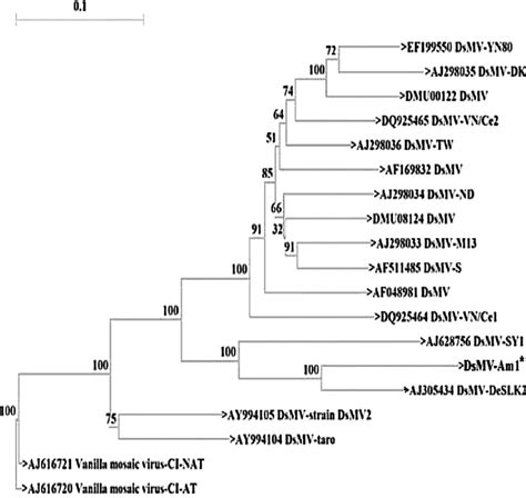 Phylogenetic Tree Illustrating Similarity Among Different Isolates Of Download Scientific