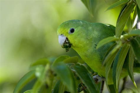 Blue Winged Parrotlet