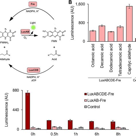 Characterization Of Substrate Specificities A Schematic Image Of Download Scientific Diagram