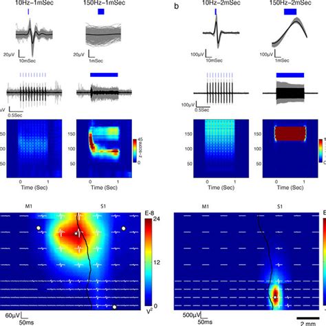 In Vivo Ecog Recording During Optical Stimulation In Rat Cortex A