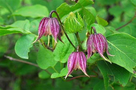 덩굴식물 세잎종덩굴